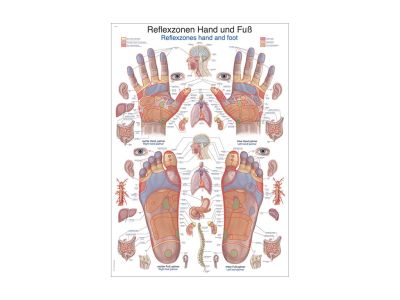 Lehrtafel: Reflexzonen Hand und Fuß, 50 x 70 cm